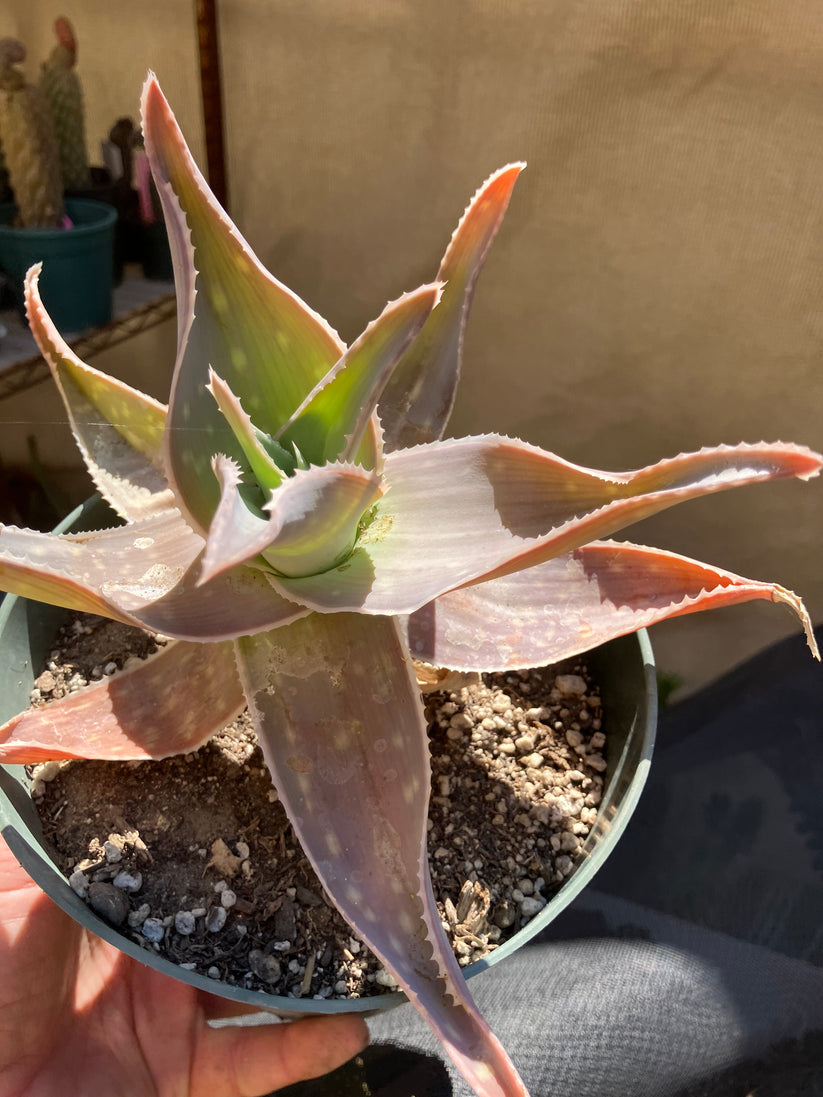 Aloe Striata Coral Aloe 7" Wide #78P – Tucalota Cactus Growers