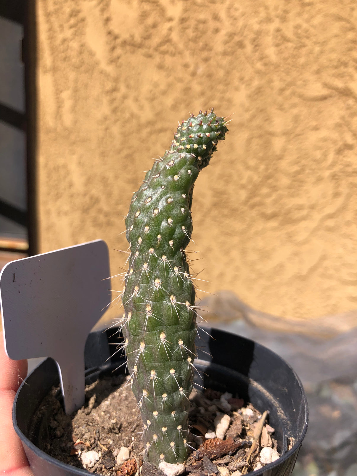 Cylindropuntia fulgida Cholla Boxing Glove Cactus Crest 4"Tall #W ...