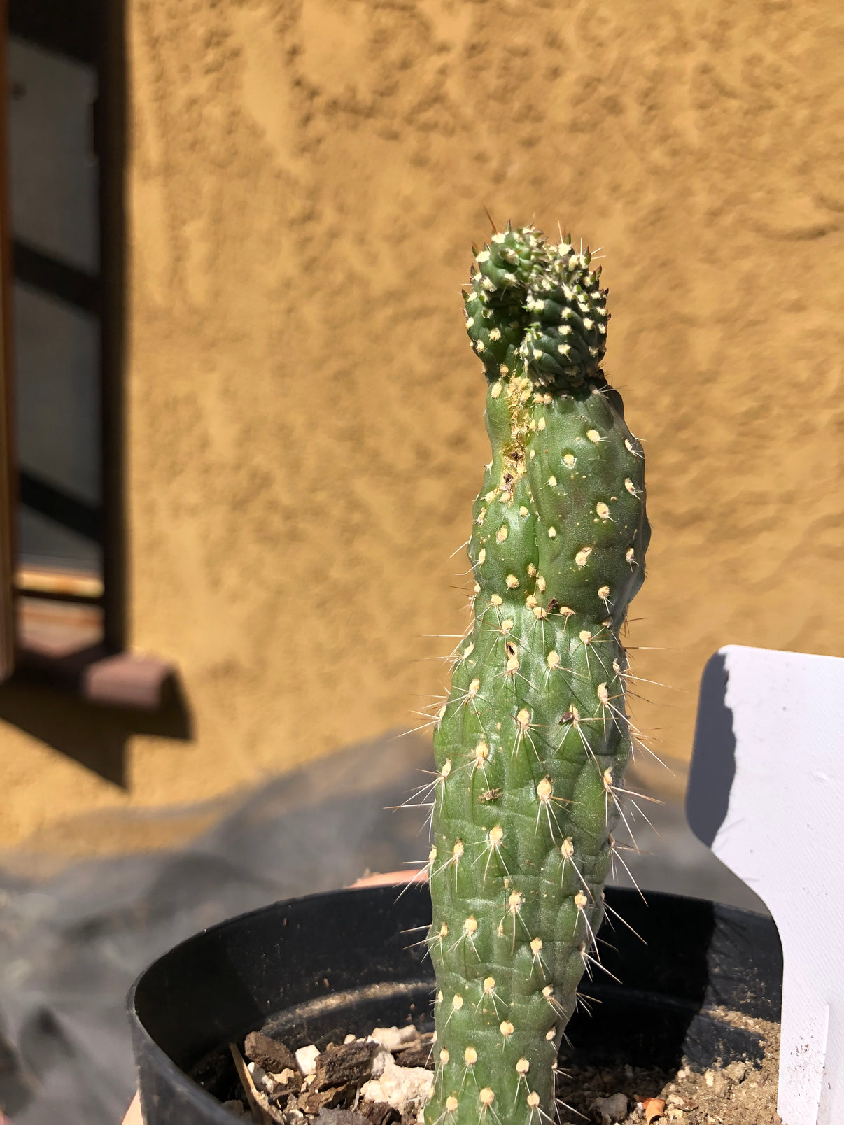 Cylindropuntia fulgida Cholla Boxing Glove Cactus Crest 4"Tall #W ...